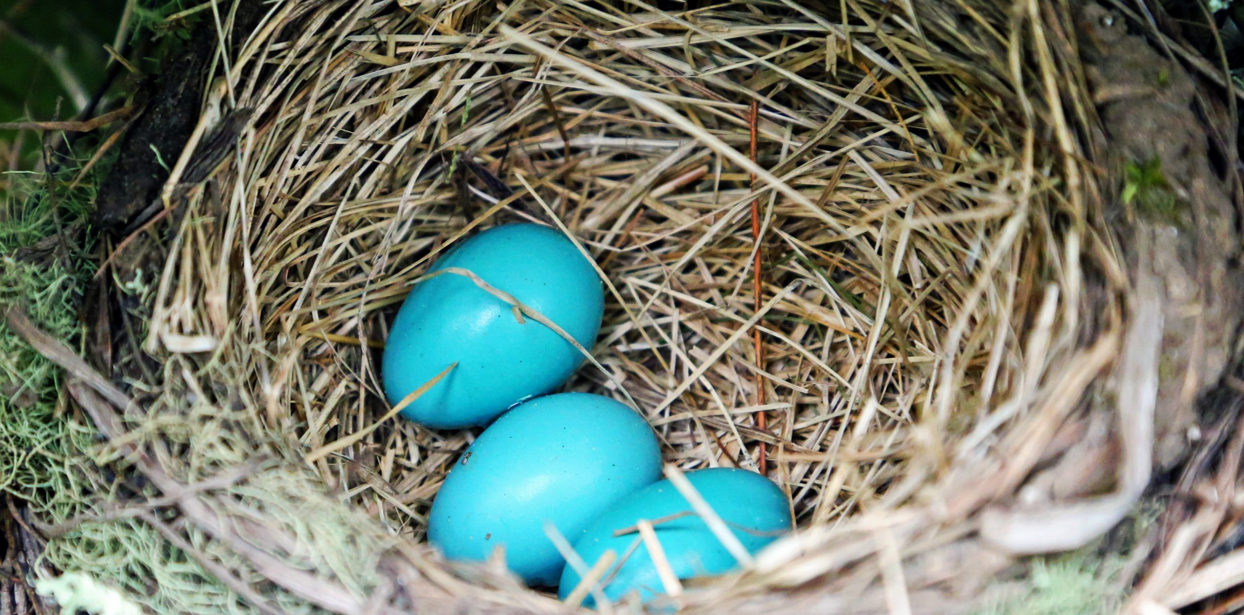 Robins Eggs – Just Before