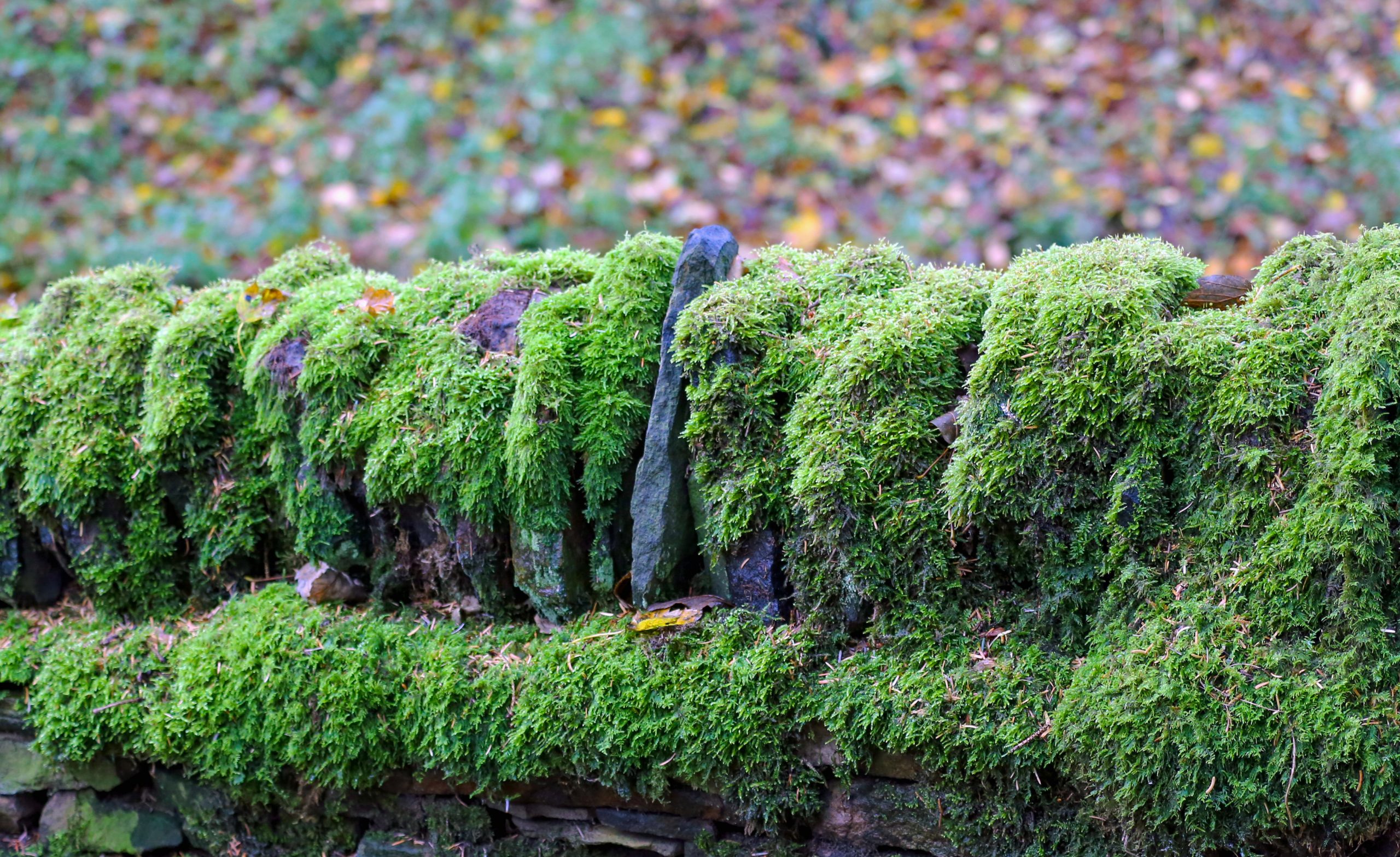 Moss Wall – Just Before